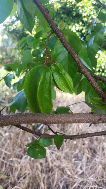 Warisan Petani: Pokok belimbing Besi.