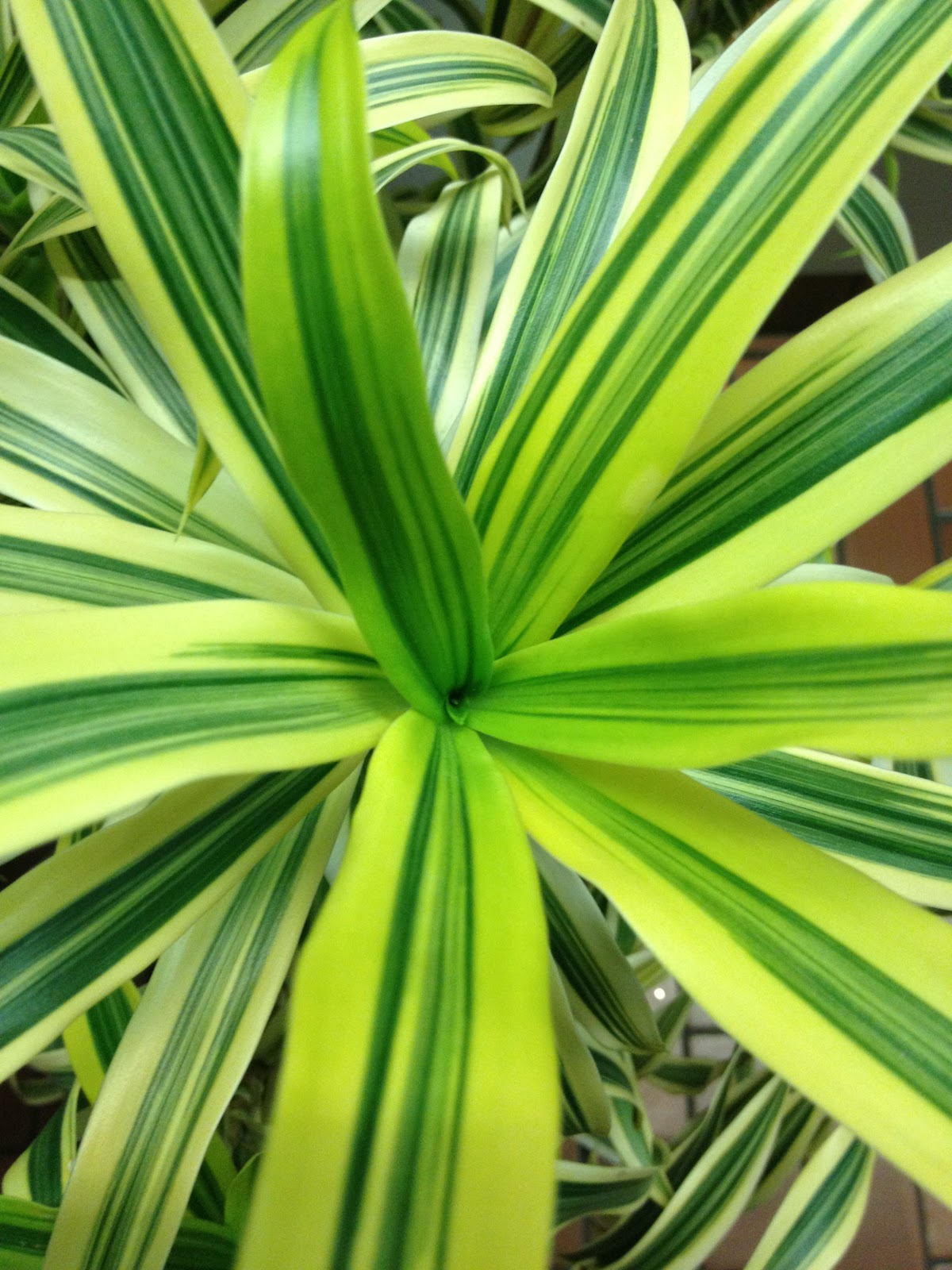 PHILLY TREES: THE JON SPRUCE HOLIDAY GIFT GUIDE