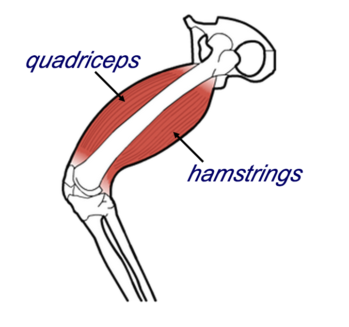 เบื่อหมอ: 4 จุดปวดกล้ามเนื้อ ที่พบได้บ่อยในนักวิ่ง