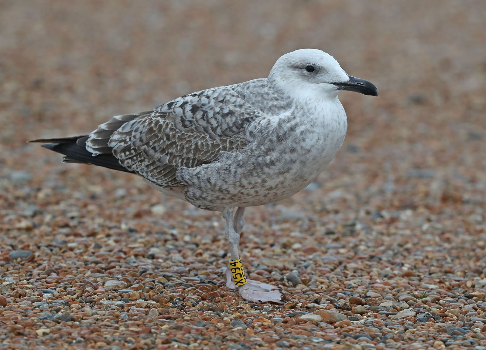 PLODDINGBIRDER: Caspian Gull!