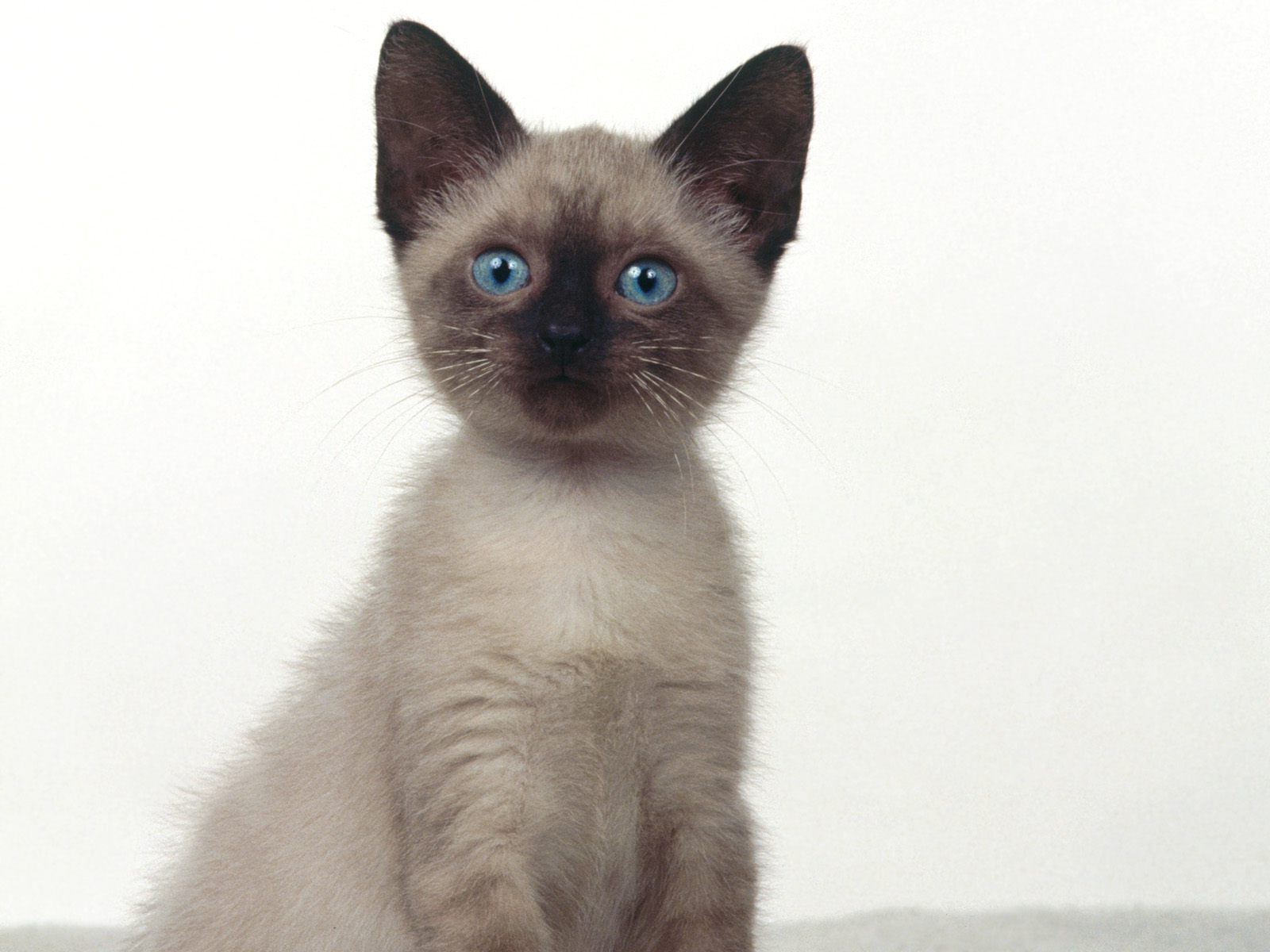 Cute Siamese Kittens Photos