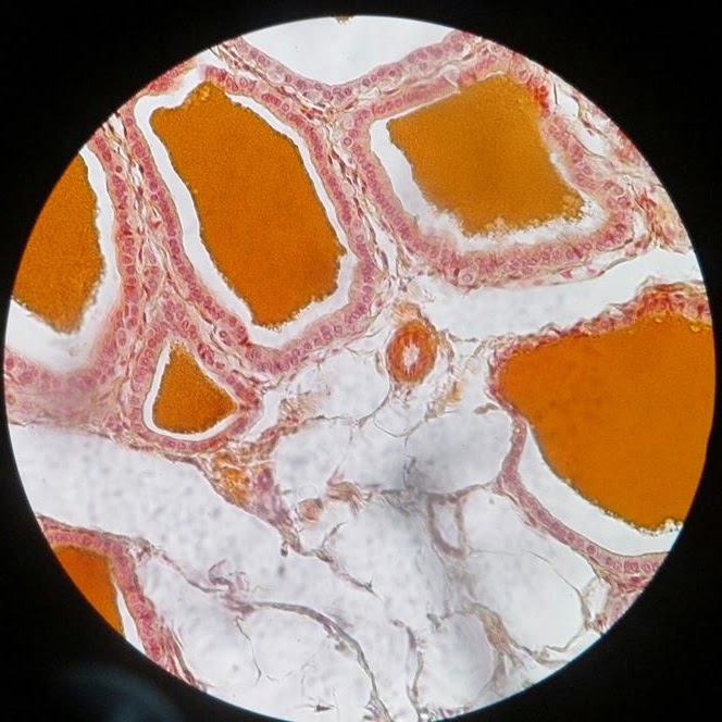 rahmadianqa: Preparat Histologi