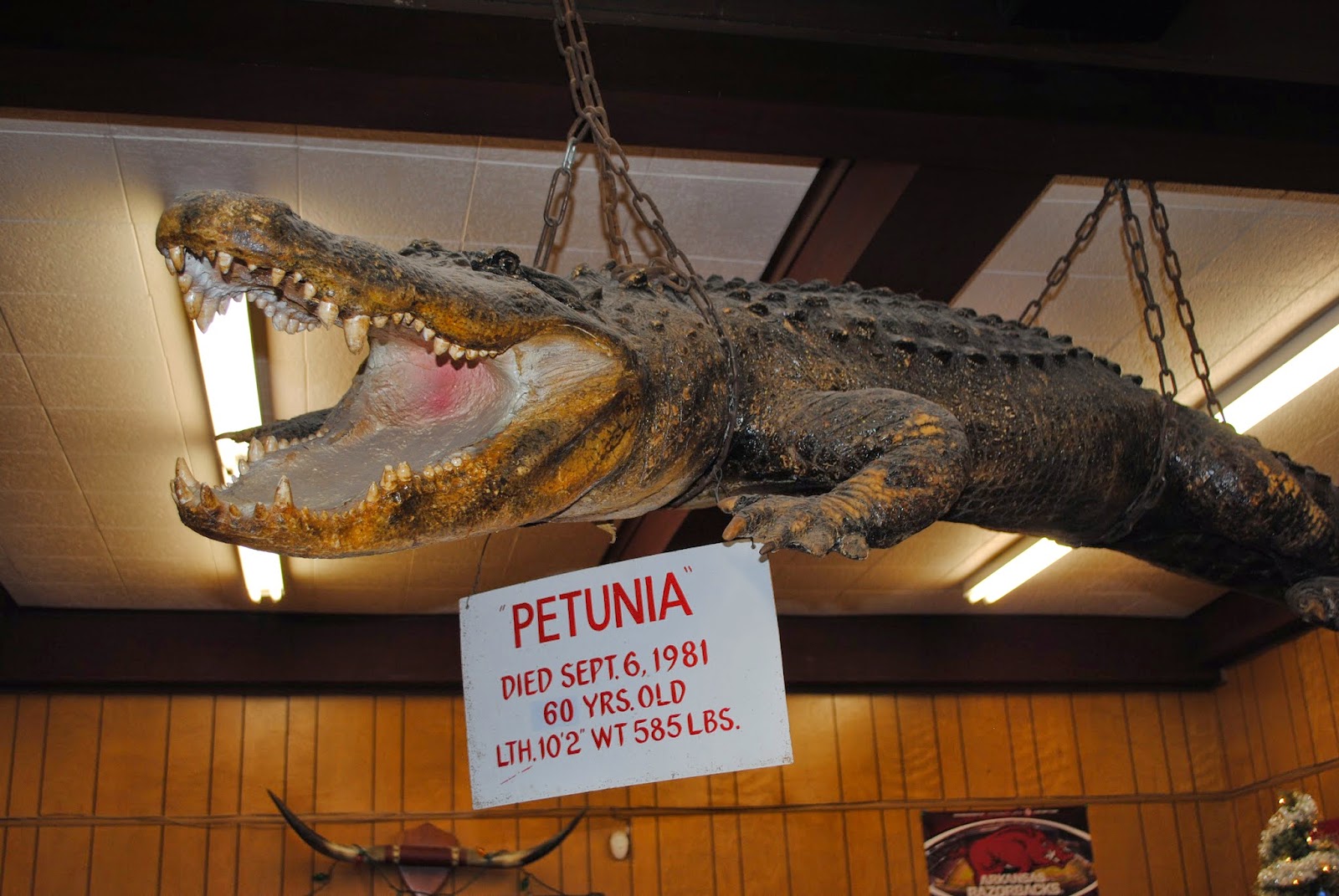 The Carpetbagger: Arkansas Alligator Farm