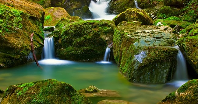 Ciri-ciri Tumbuhan Lumut (Bryophyta)
