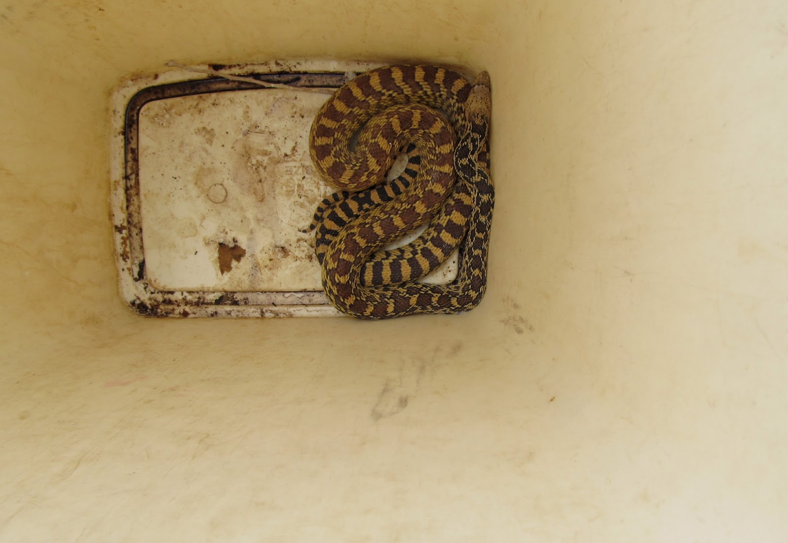 Wildlife In Your Yard – Stephen Bodio