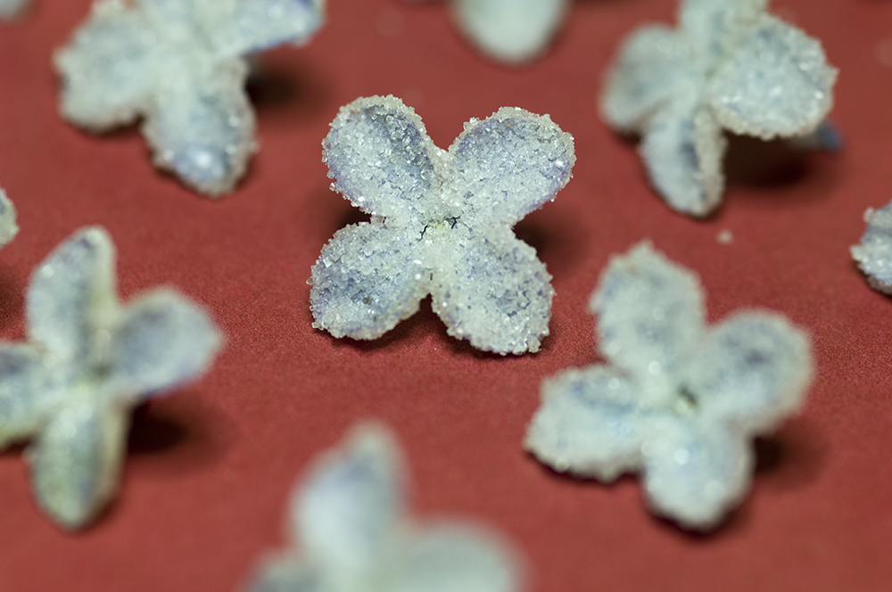 The 3 Foragers: Foraging for Wild, Natural, Organic Food: Lilac Recipe ...