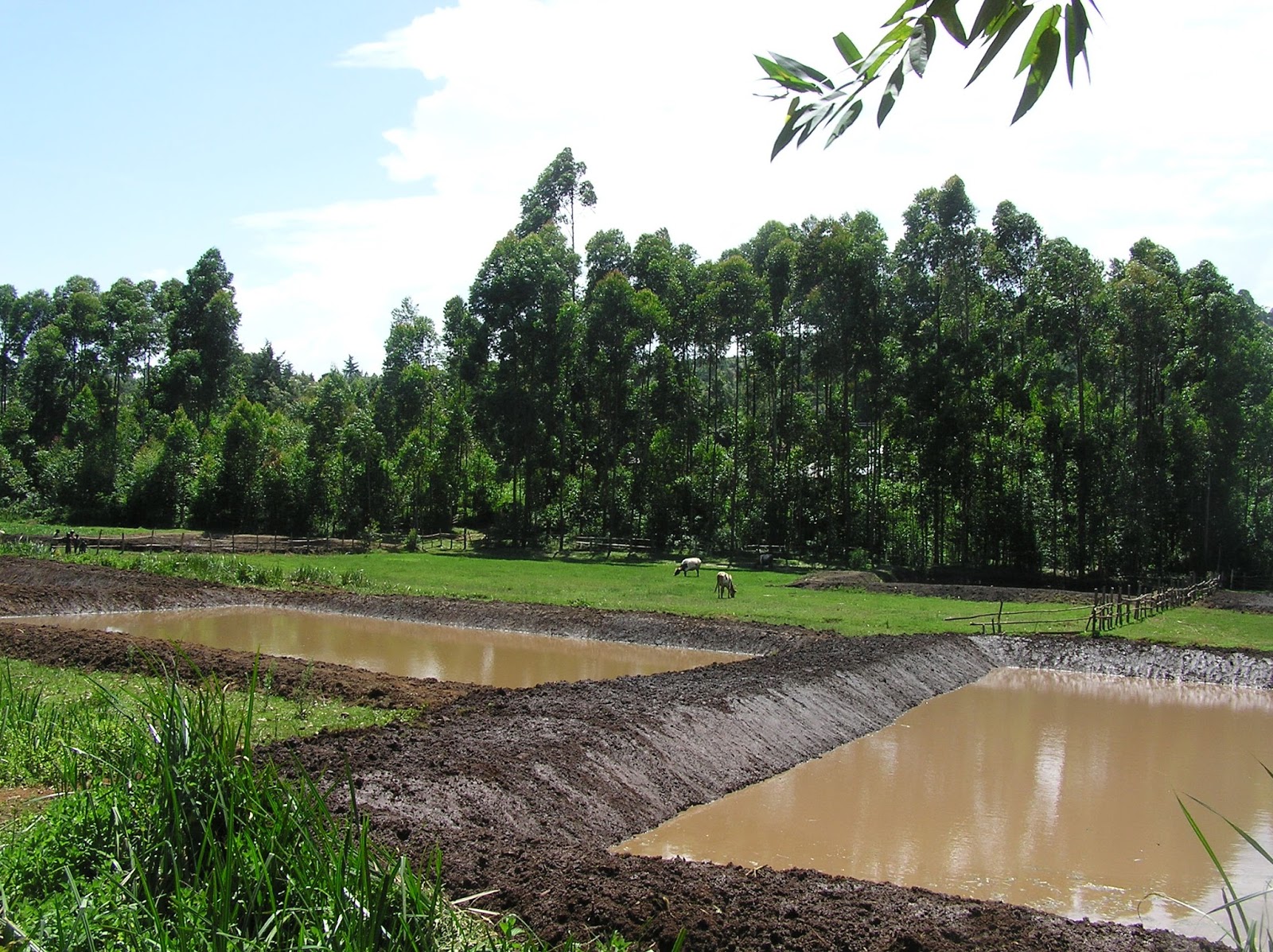 Mmanda Aqua- Farming blog