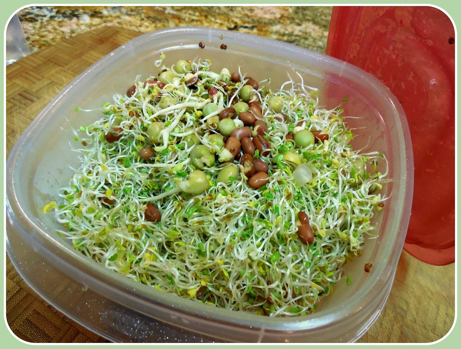 Wit's End Farm: Growing Sprouts at Home!