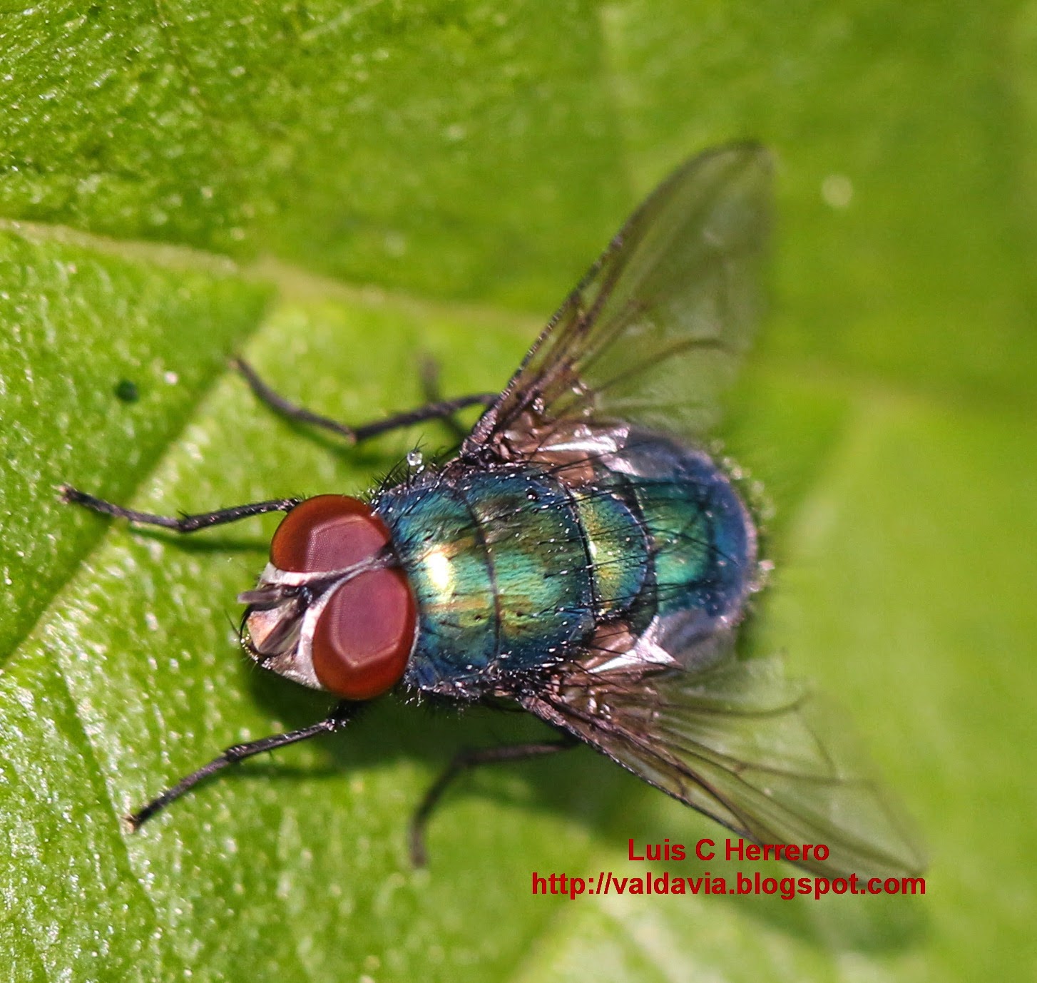 Naturaleza de la Valdavia: Moscas de la Valdavia IV