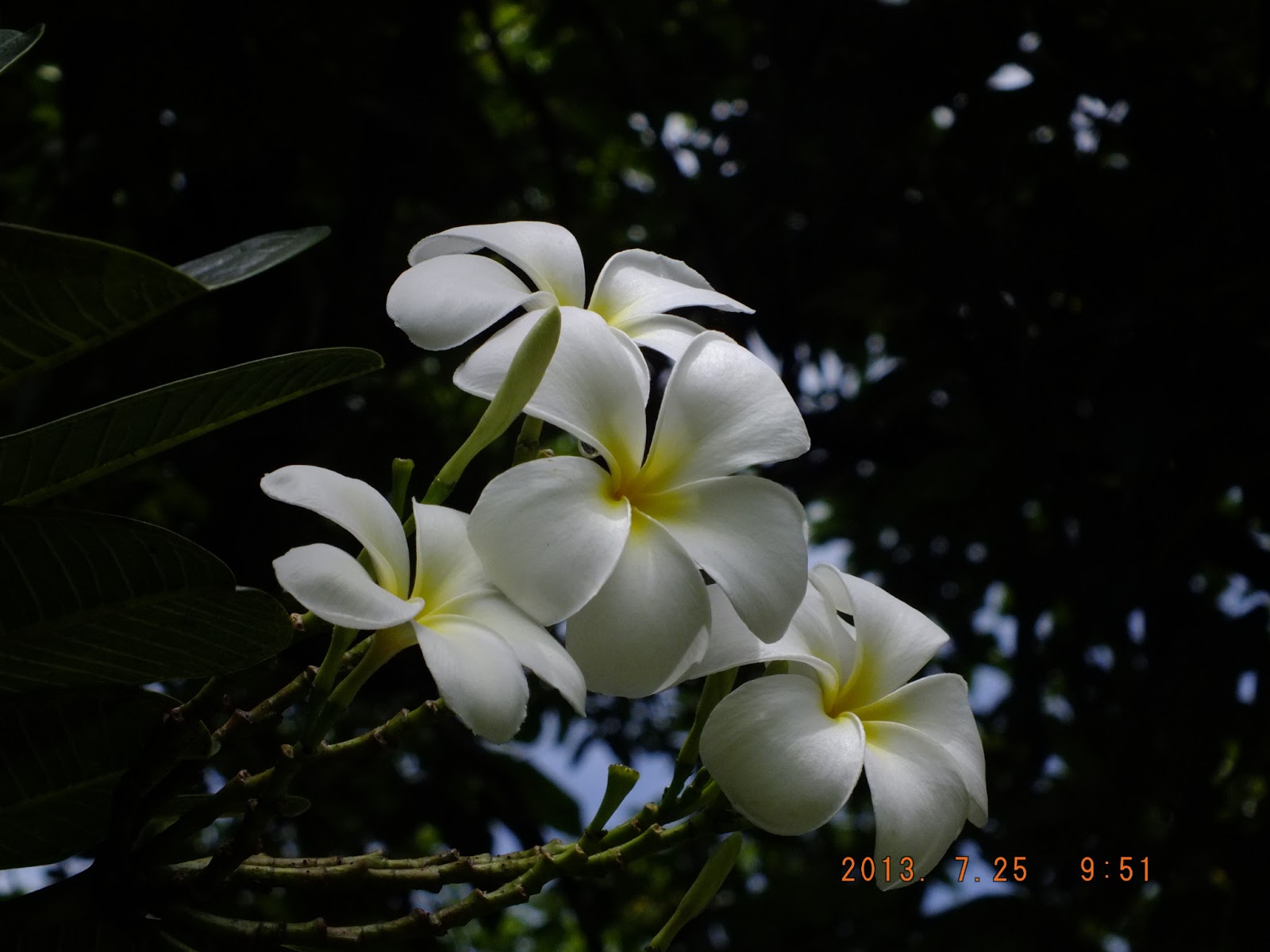 Photography with Dr. Ernie.: Flowers: calachuchi, plumeria, frangipani