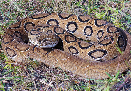 Russel Viper | Snakes