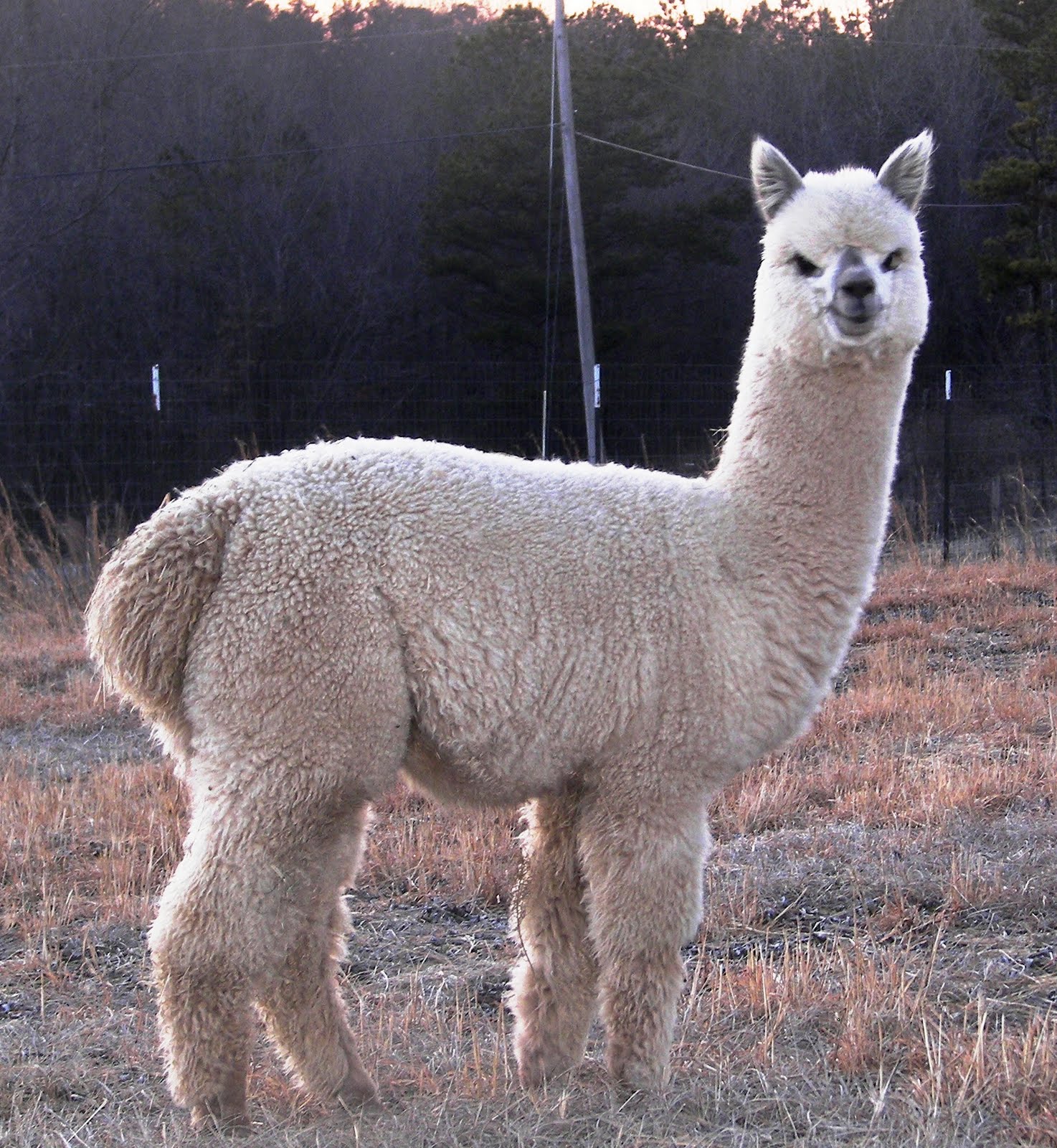 The Royalty of Fiber: Where did alpaca come from?