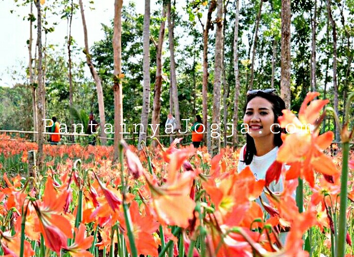 Lokasi taman Bunga Amarilis Gunungkidul/taman bunga viral di ...