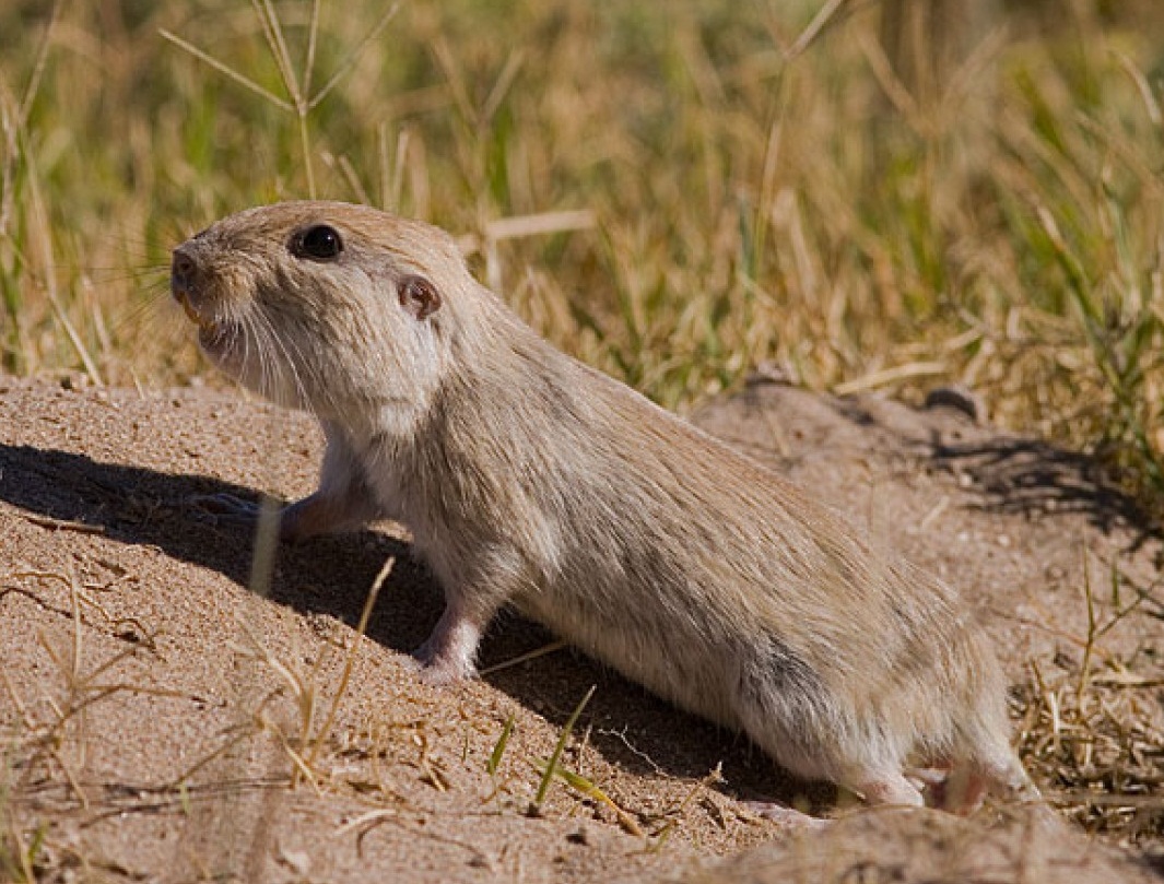 La Ciudad Silvestre: El Tucu tucu