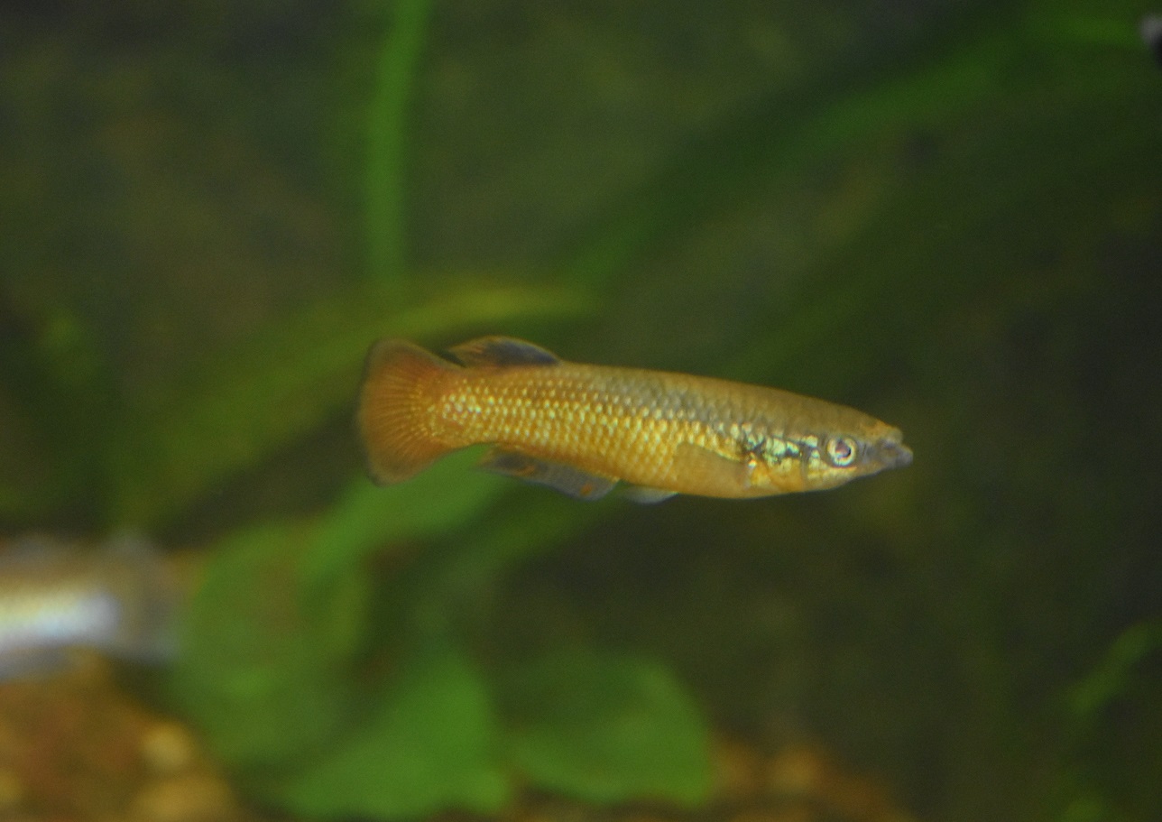 ZOOTOGRAFIANDO (6.096 ANIMALS): PANCHAX AZUL / POWDER-BLUE PANCHAX ...