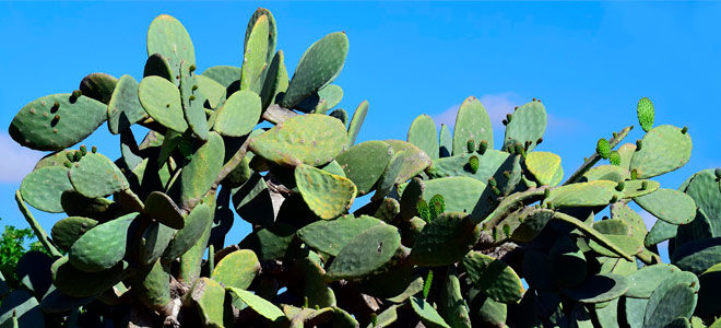 Radio Estado 32: Para mejorar la siembra del nopal en la entidad ...