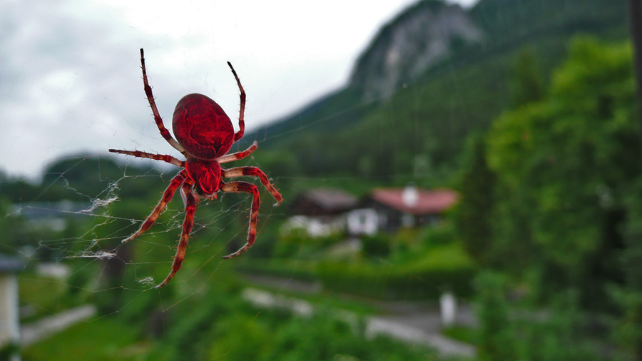 Red ground spider - mashsery