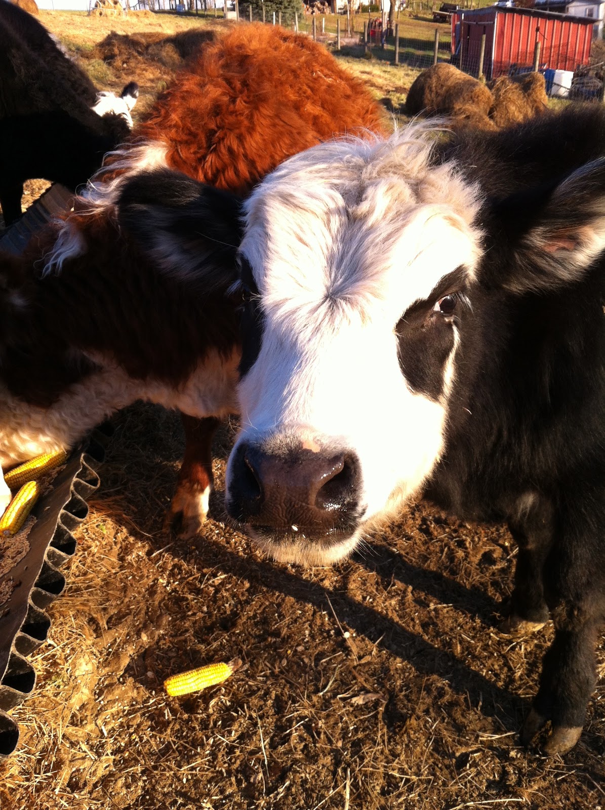 Down On The (Howard Family) Farm