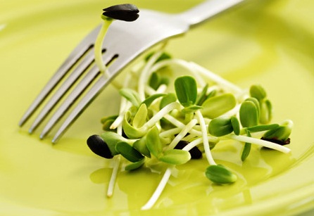 Cantinho Vegetariano: Como germinar grãos e sementes