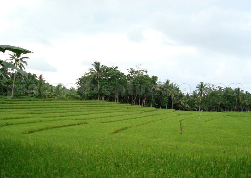 Biliran - Iyusan Rice Terraces and Mainit Hot Spring | Blogs, Travel ...