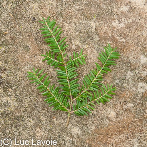 Arbres des parcs-nature et boisés de Montréal: Feuille de la pruche du ...