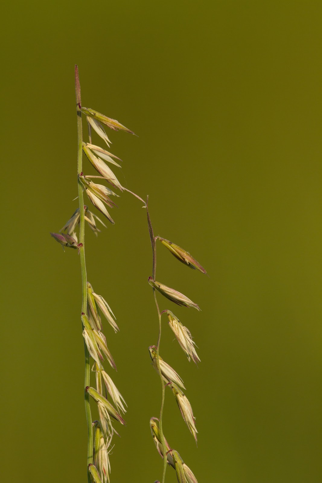 Minnesota Nature & More: Grama Grass