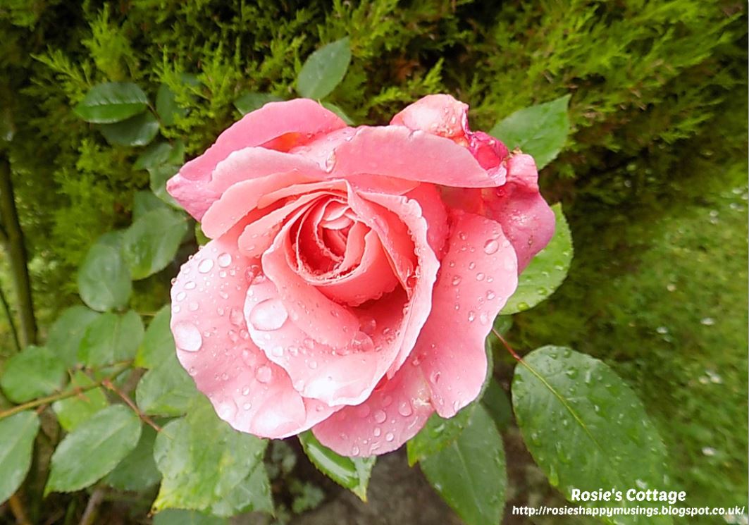 Rosie's Cottage: Picture Perfect Project: August: Roses, Roses, Everywhere!