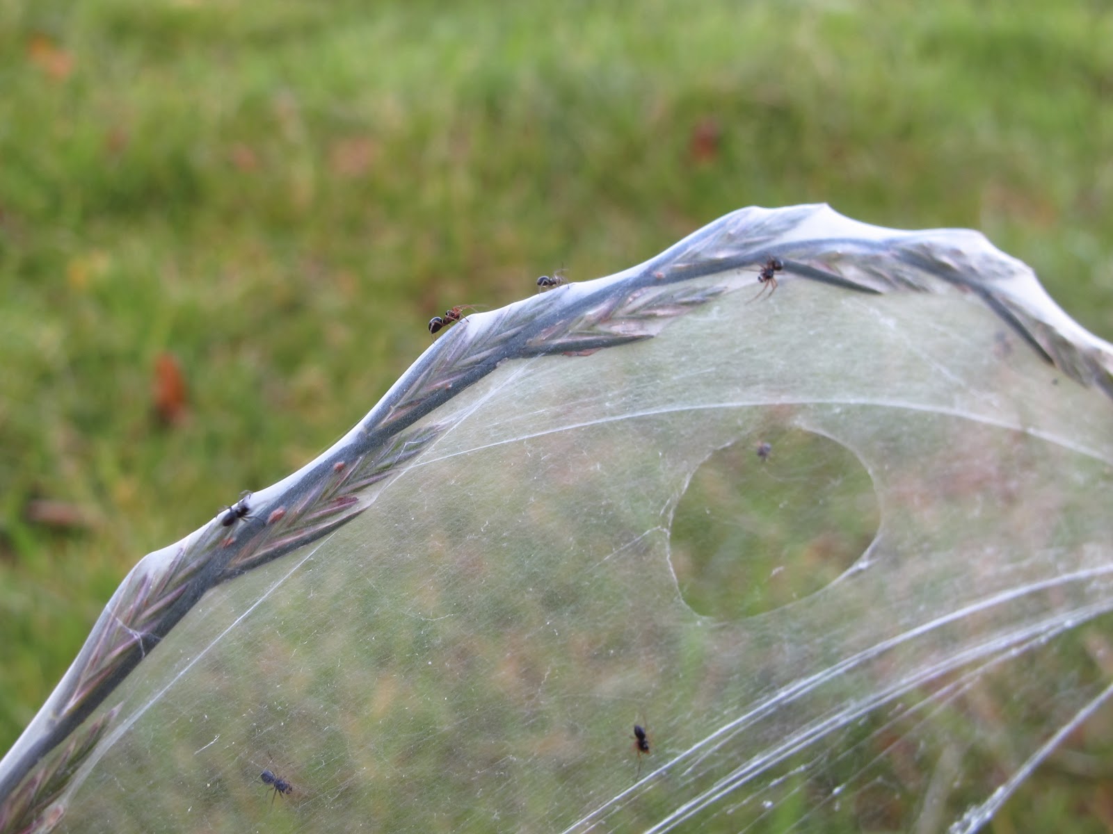 BugBlog: Linyphiidae: sheet weavers and money spiders