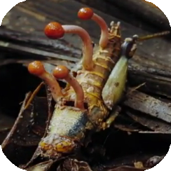 Inferno's Home: Cordyceps