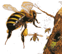 Bleta, Struktura Anatomike dhe Socialë Bletët - Shqipëria Express