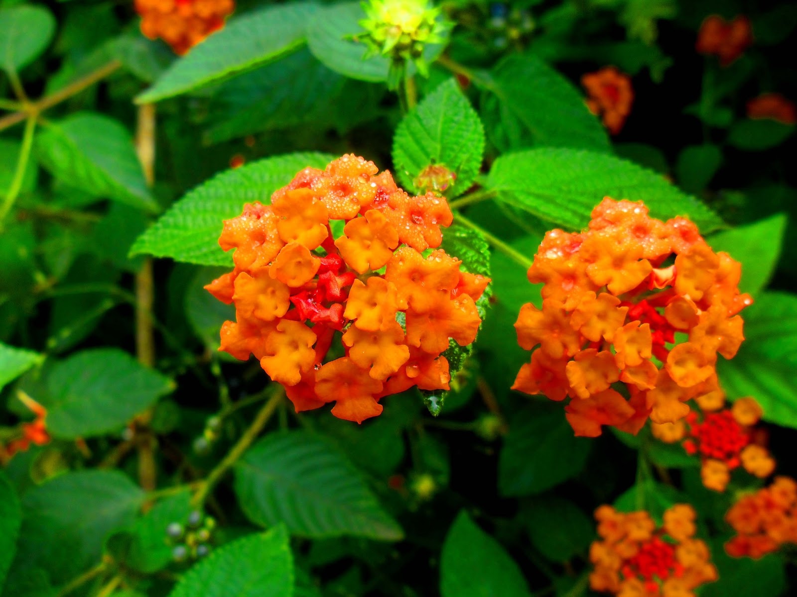 ගඳපාන / බාලොලියා [Gandapana/Baloliya]