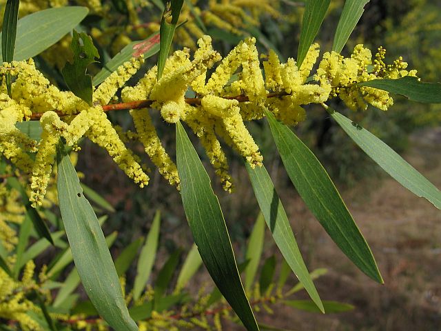 Tarım Siteniz: Akasya Ağaçları (Acacia Trees)