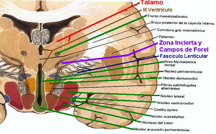núcleos septales vía estría