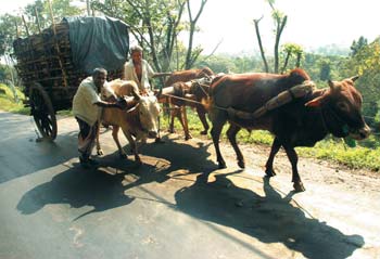 කරත්ත කවි | Karaththa Kavi - SINHALA JANA KAVI | සිංහල ජනකවි