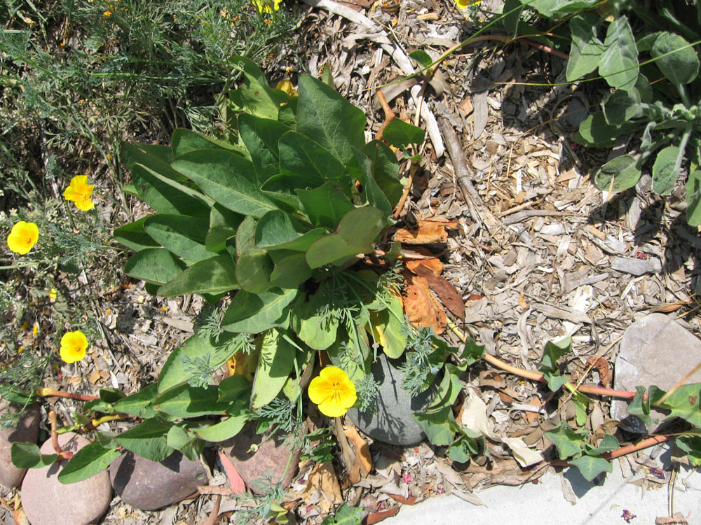 Mother Nature's Backyard - A Water-wise Garden: Plant of the Month ...