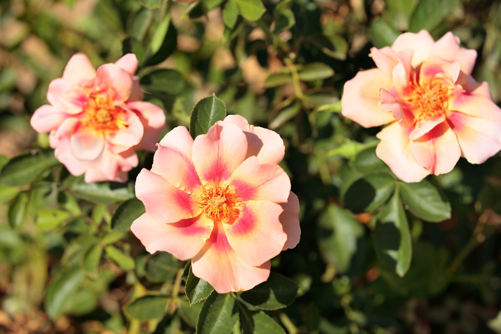 A closer look at the new Eyeconic roses. | The Dirt Diaries