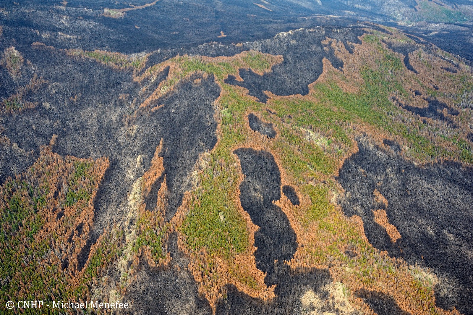 CNHP Blog: Ecosystems in the High Park fire area