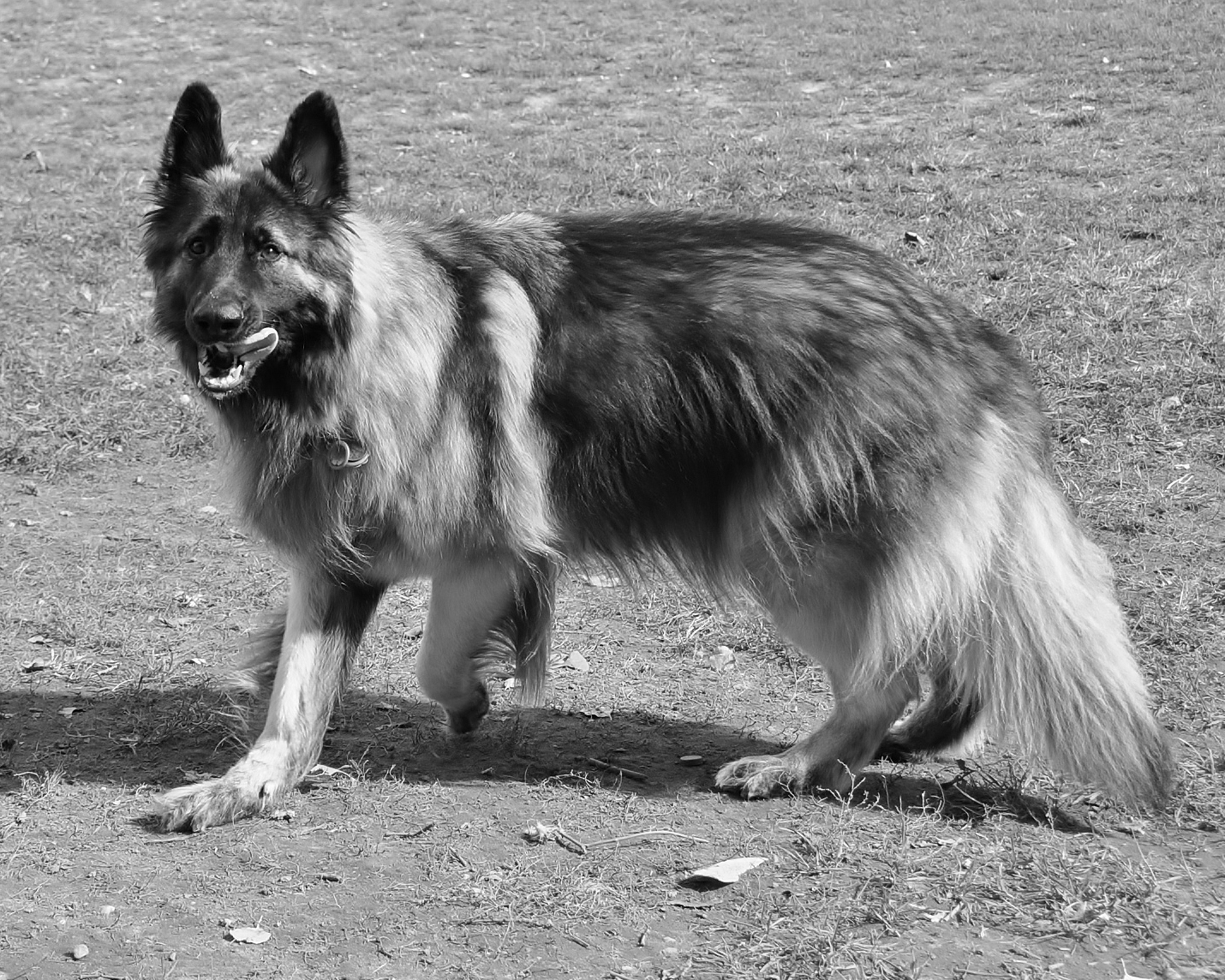 Cooper's Shiloh Shepherd Blog: Playing with Color