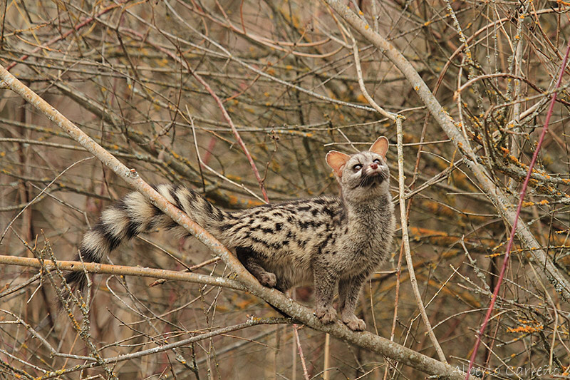 De paseo por la naturaleza: La gineta. Sombra en la noche.