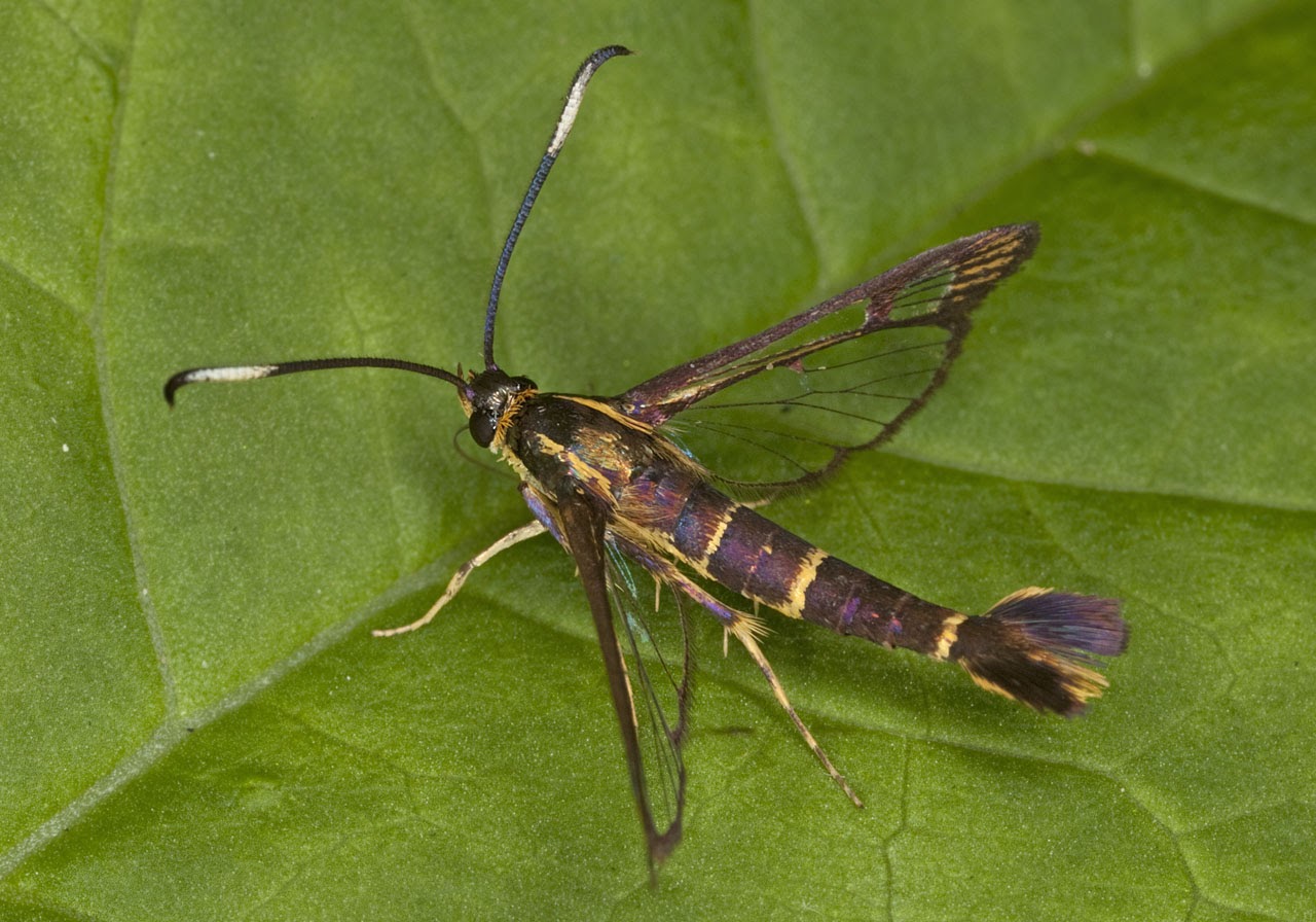 Prospect Park & regional bird sightings: Very Rare Prospect "winged" Insect