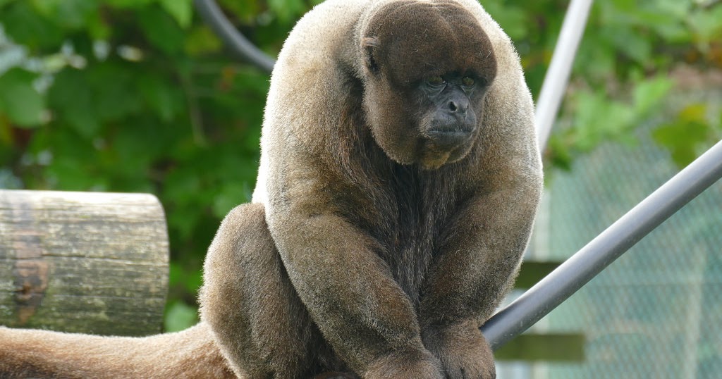 Mysterious New Hampshire : Danville's Devil Monkey