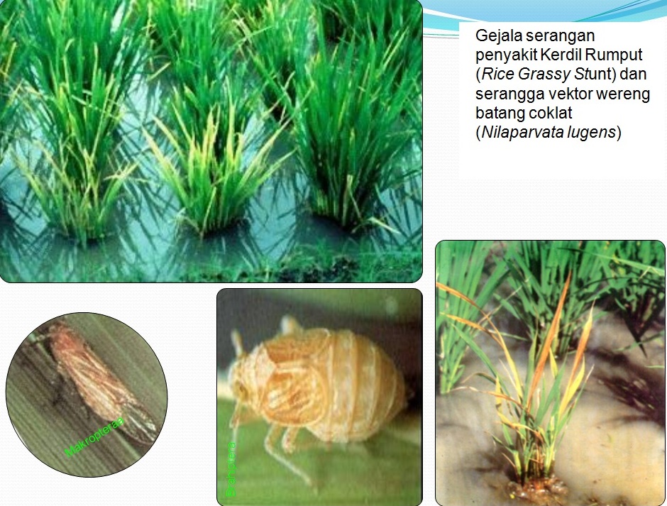 Virus Kerdil Rumput (Rice Grassy Stunt Virus=RGSV) Type 2 - pemuda tani