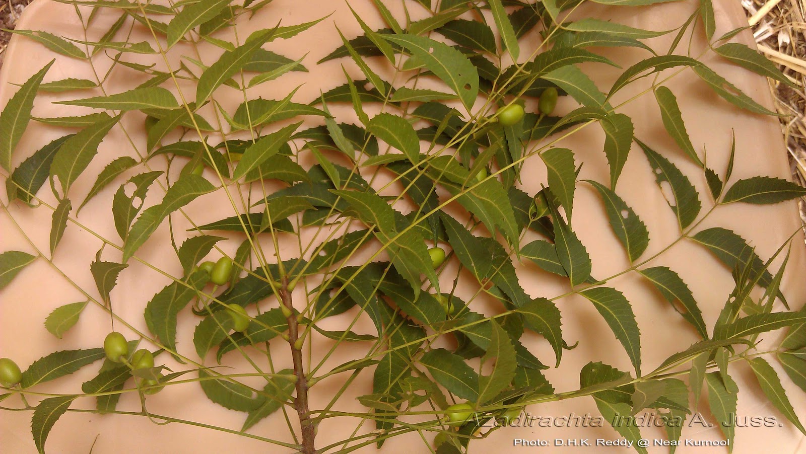Medicinal Plants: Azadirachta indica Neem Vepa Nimba Vembu