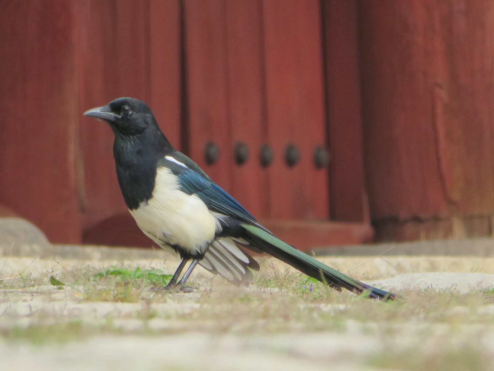 My Remodeled Life: Seoul - Day 2 Good Luck Korean Magpie
