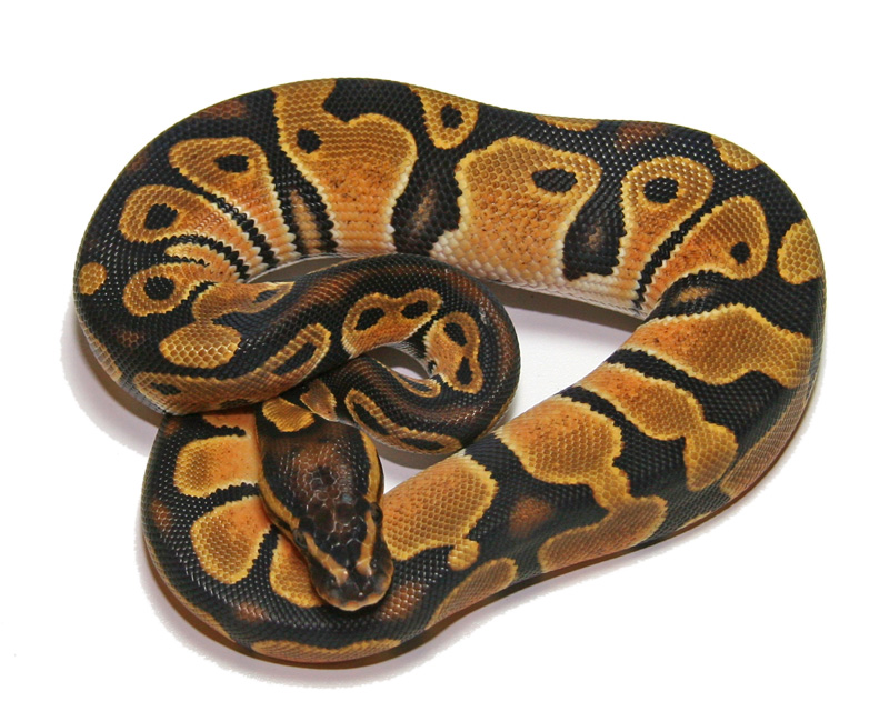 Jendela Hewan: Ball Python, Ular yang Mulai Banyak Dipelihara