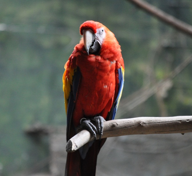ZOOTOGRAFIANDO (MI COLECCIÓN DE FOTOS DE ANIMALES): GUACAMAYO ROJO O ...