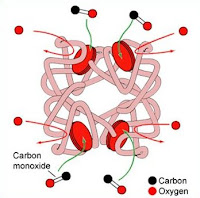 Le Blog de M.Colin: L’hémoglobine pour les nuls