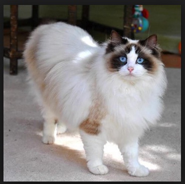 Kenali Lebih Dekat Kucing Persia Ragdoll Yang Cantik - Kucing Persia