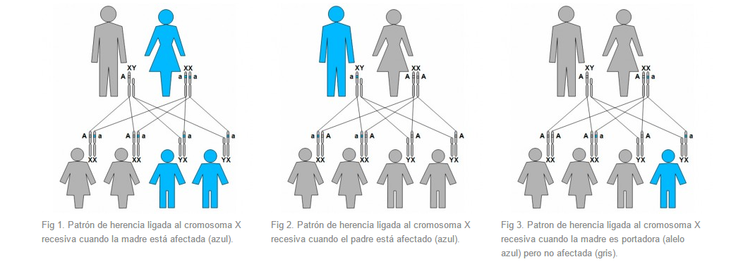 Biolog A Y Medio Ambiente Herencia Ligada A Cromosomas Sexuales The