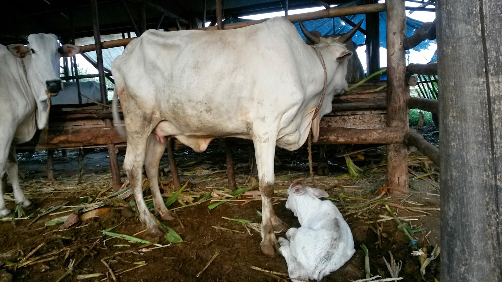 Kelompok Tani Ternak Sapi Berkah Jaya: INSEMINASI BUATAN (IB) PADA ...